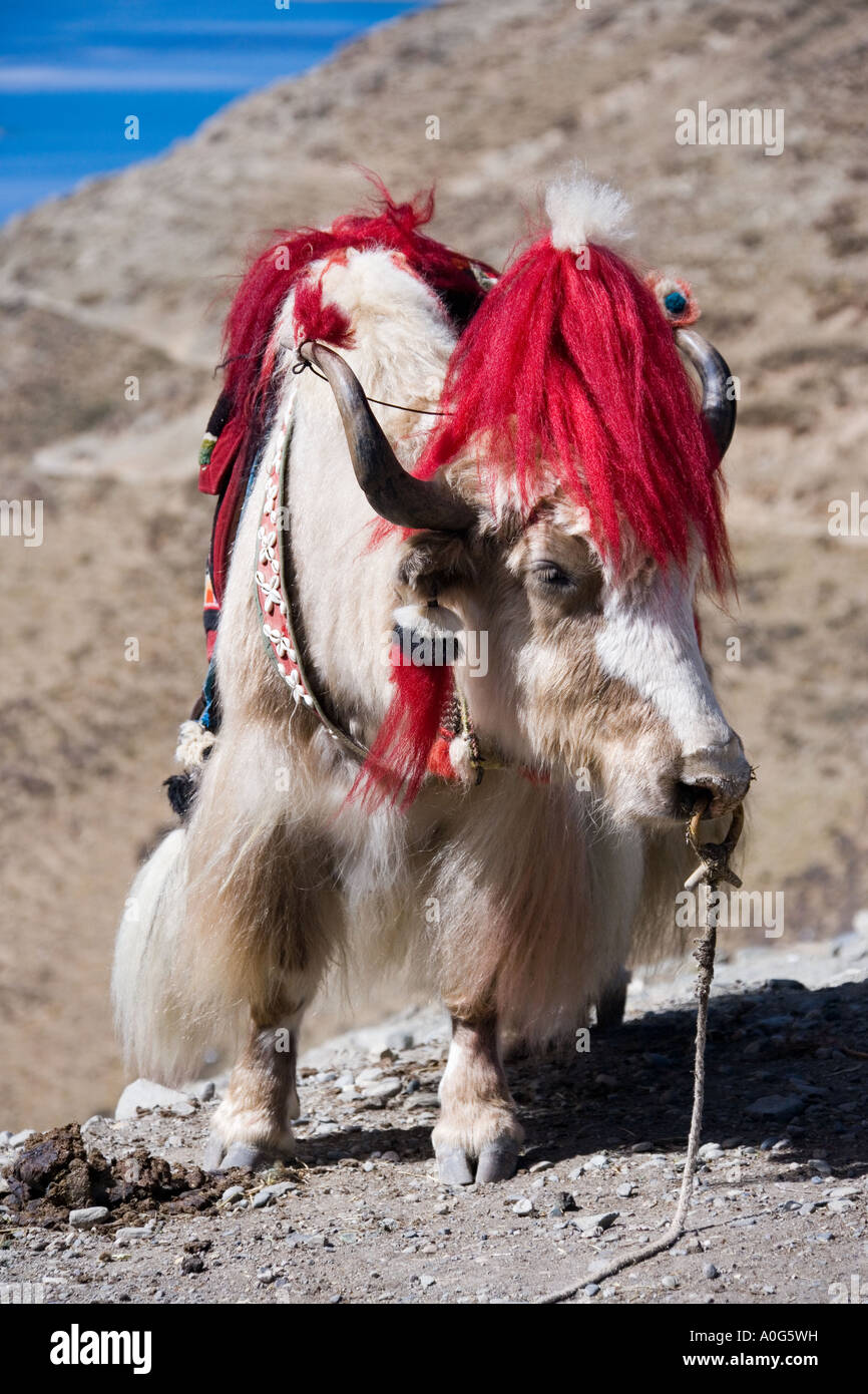 A yak at Yamdrok High Pass 16920ft with Yamdrok Tso or Turquoise Lake ...