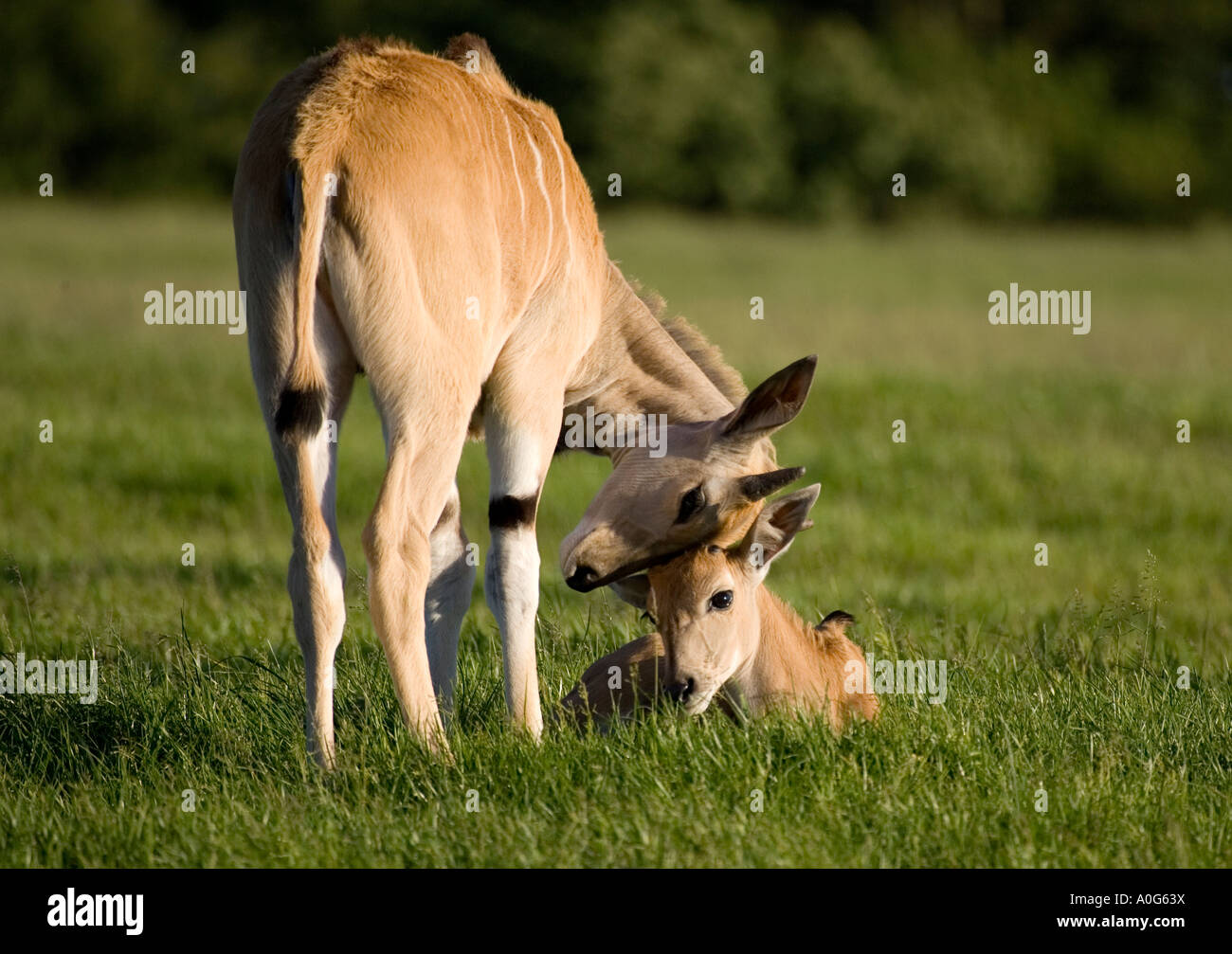 Eland calves hi-res stock photography and images - Alamy
