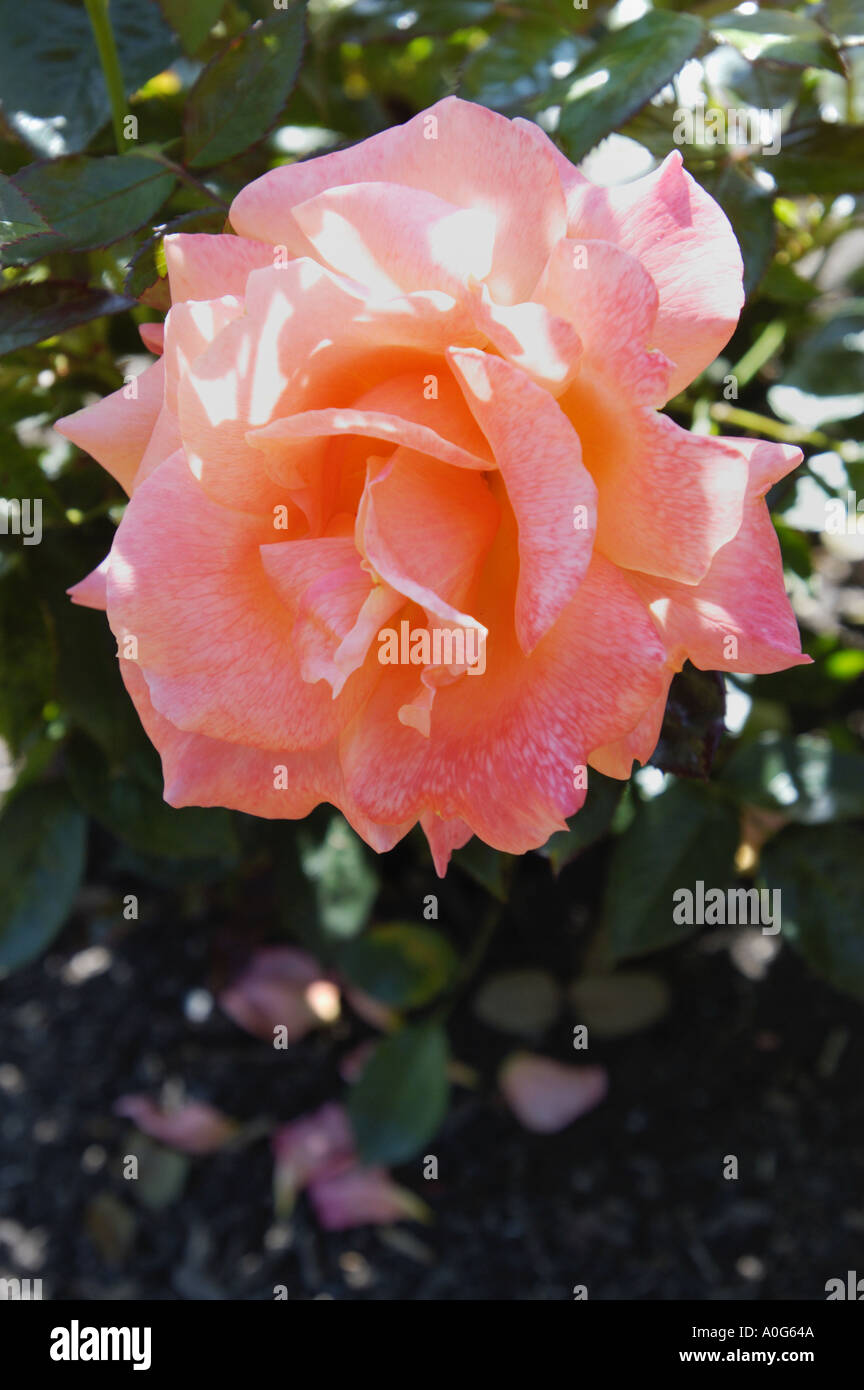 Salmon pink rose Stock Photo - Alamy