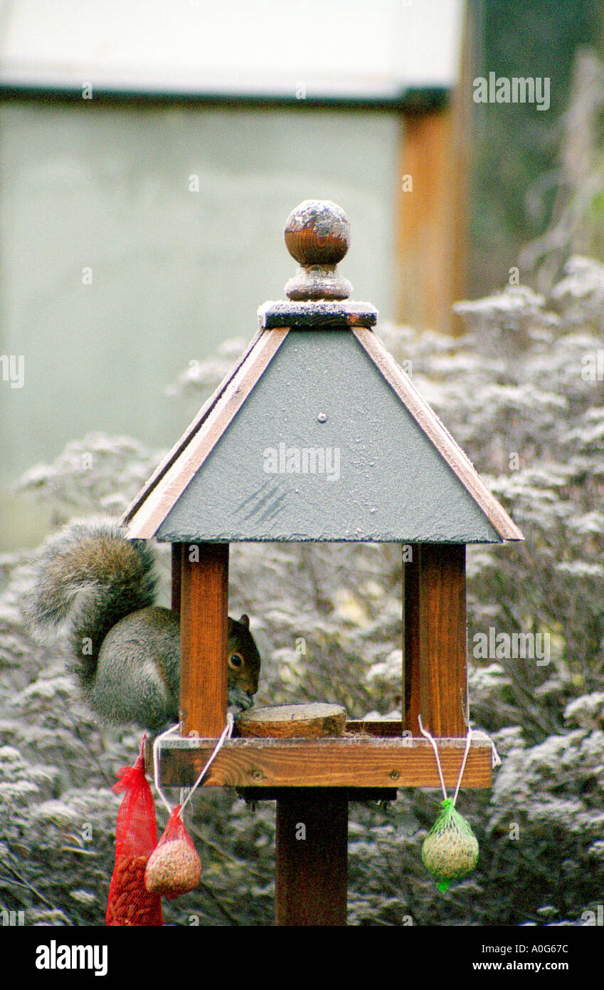 Squirrel on Bird Table Winter 2003 Stock Photo - Alamy