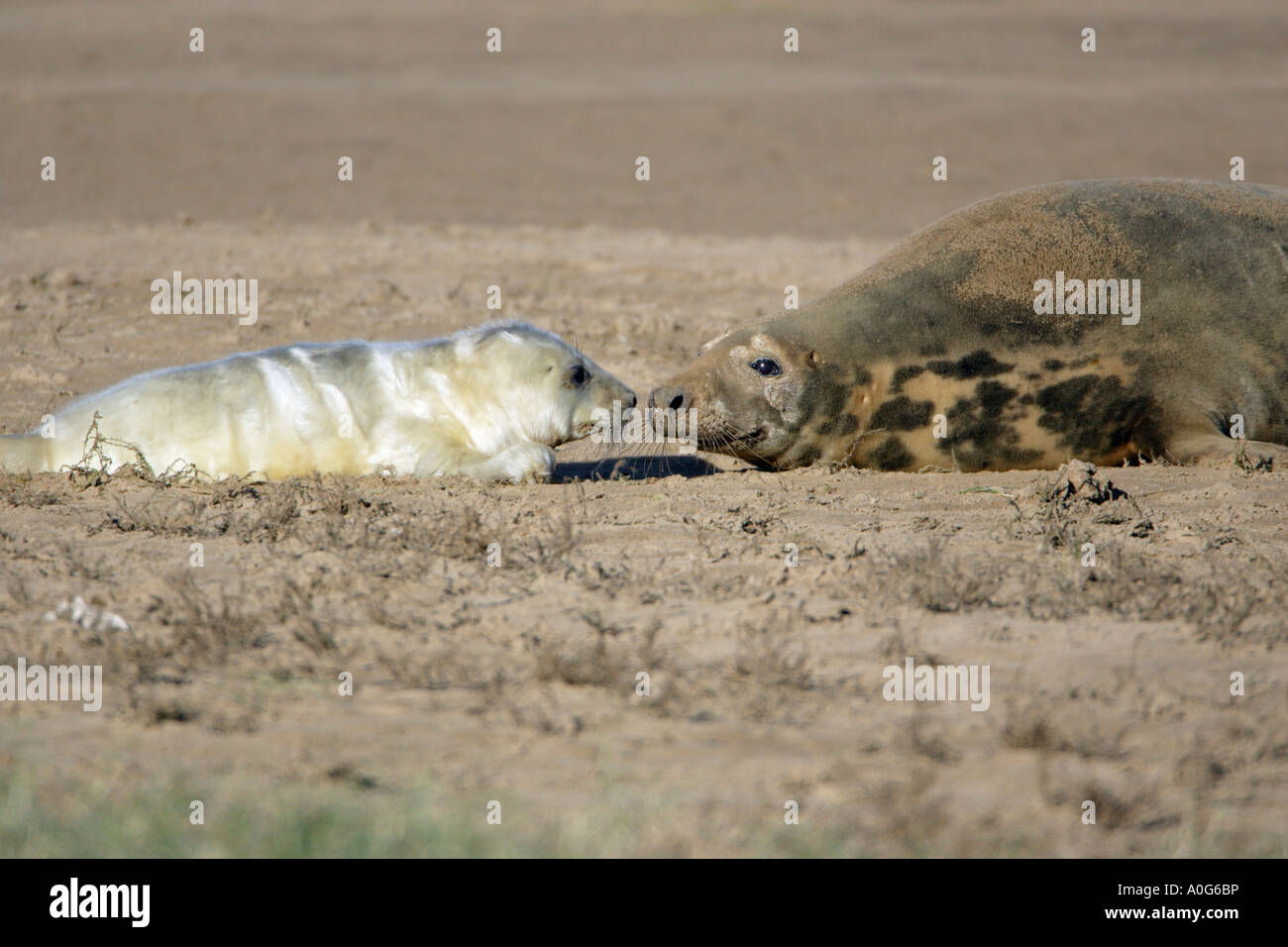 Grey Seal Halichoerus Grypus Pup With Cow On Beach Donna Nook 5765