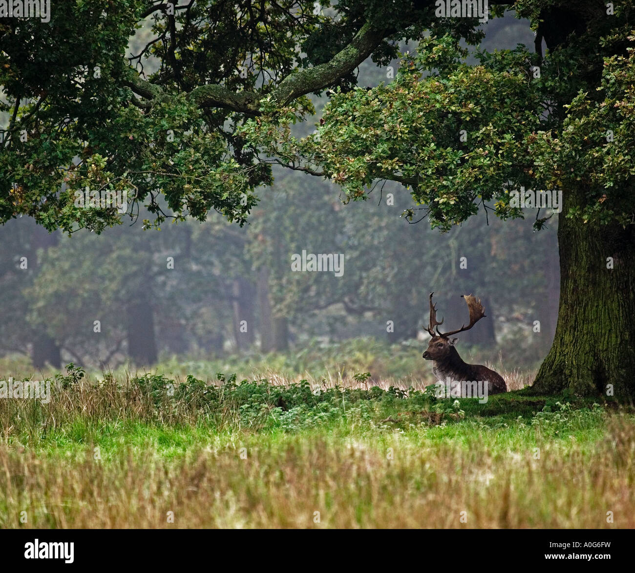 Fallow Stag under tree Stock Photo - Alamy
