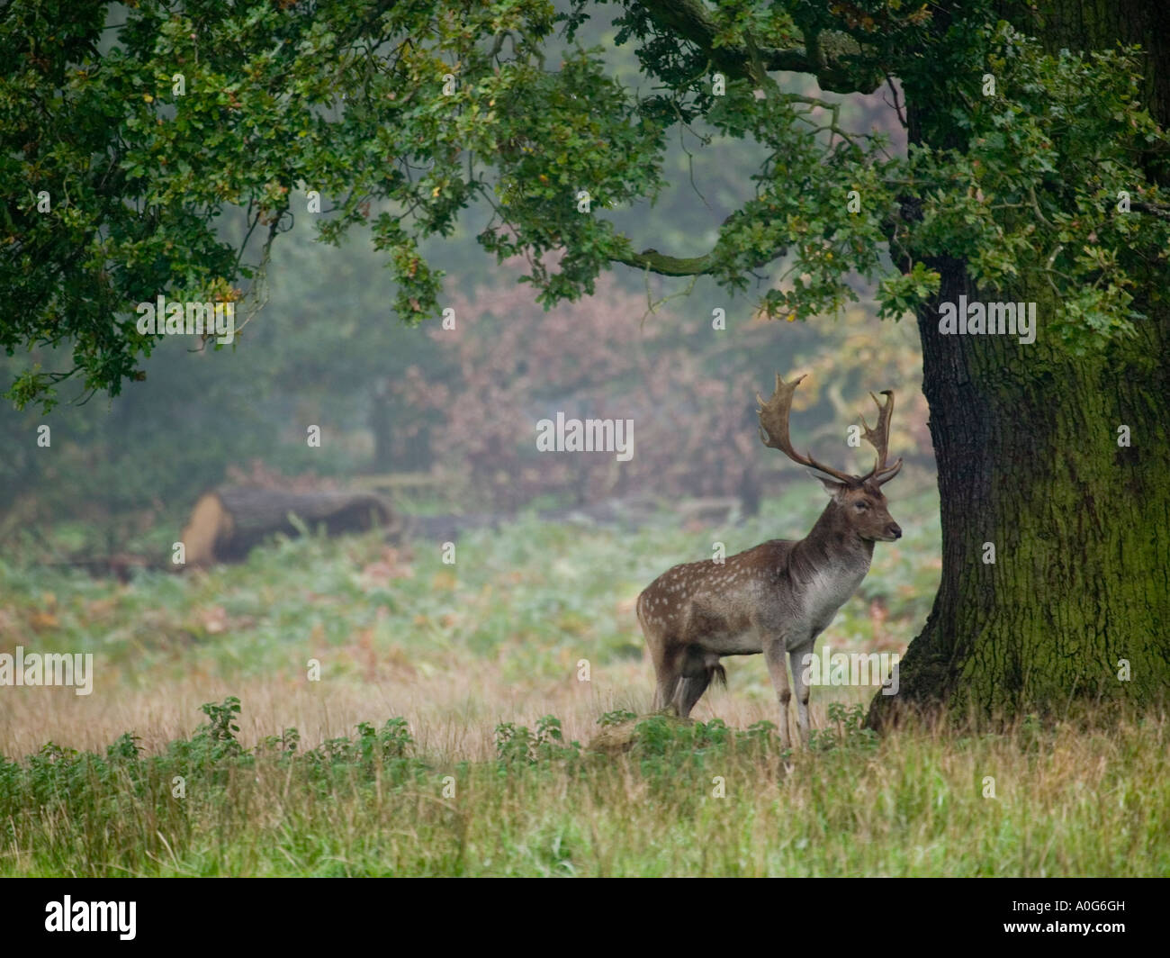 Stag rut hi-res stock photography and images - Alamy