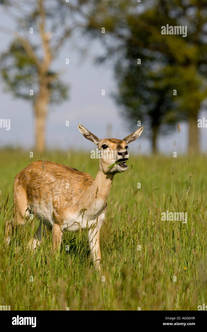 Female Blackbuck antelope Stock Photo - Alamy