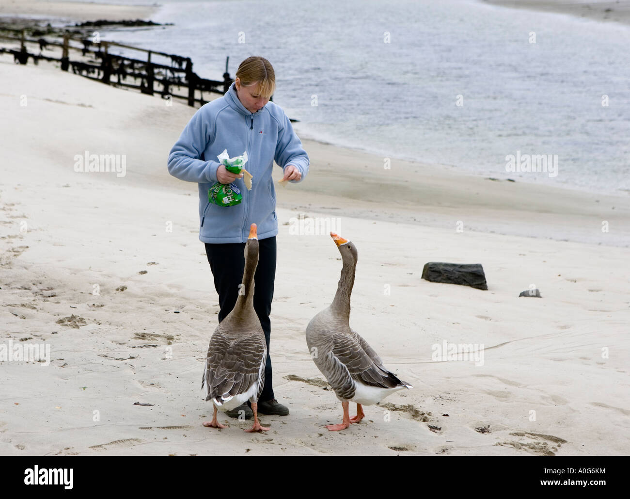 Geese feeding woman hi-res stock photography and images - Alamy