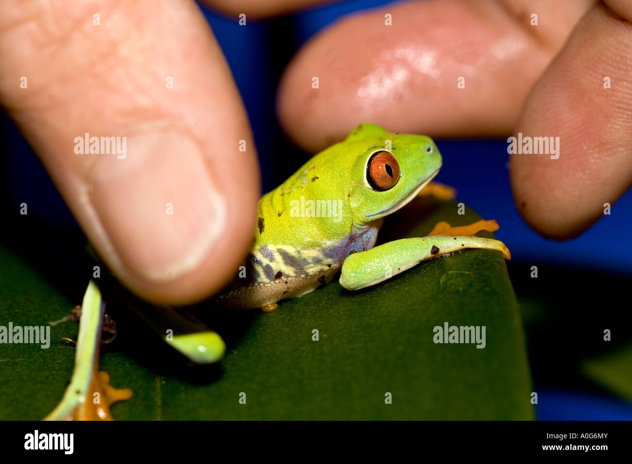 Red Eyed Tree Frog sitting on a leaf Stock Photo - Alamy