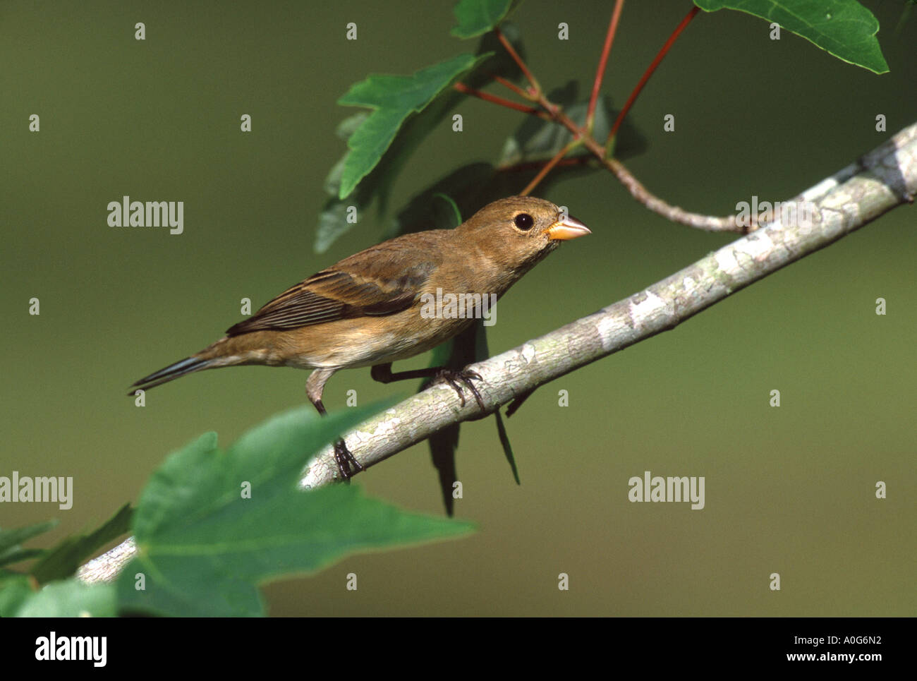 Female indigo bunting hi-res stock photography and images - Alamy