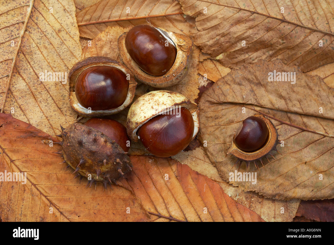 Aesculus hippocastanum Horse chestnut conkers Stock Photo - Alamy