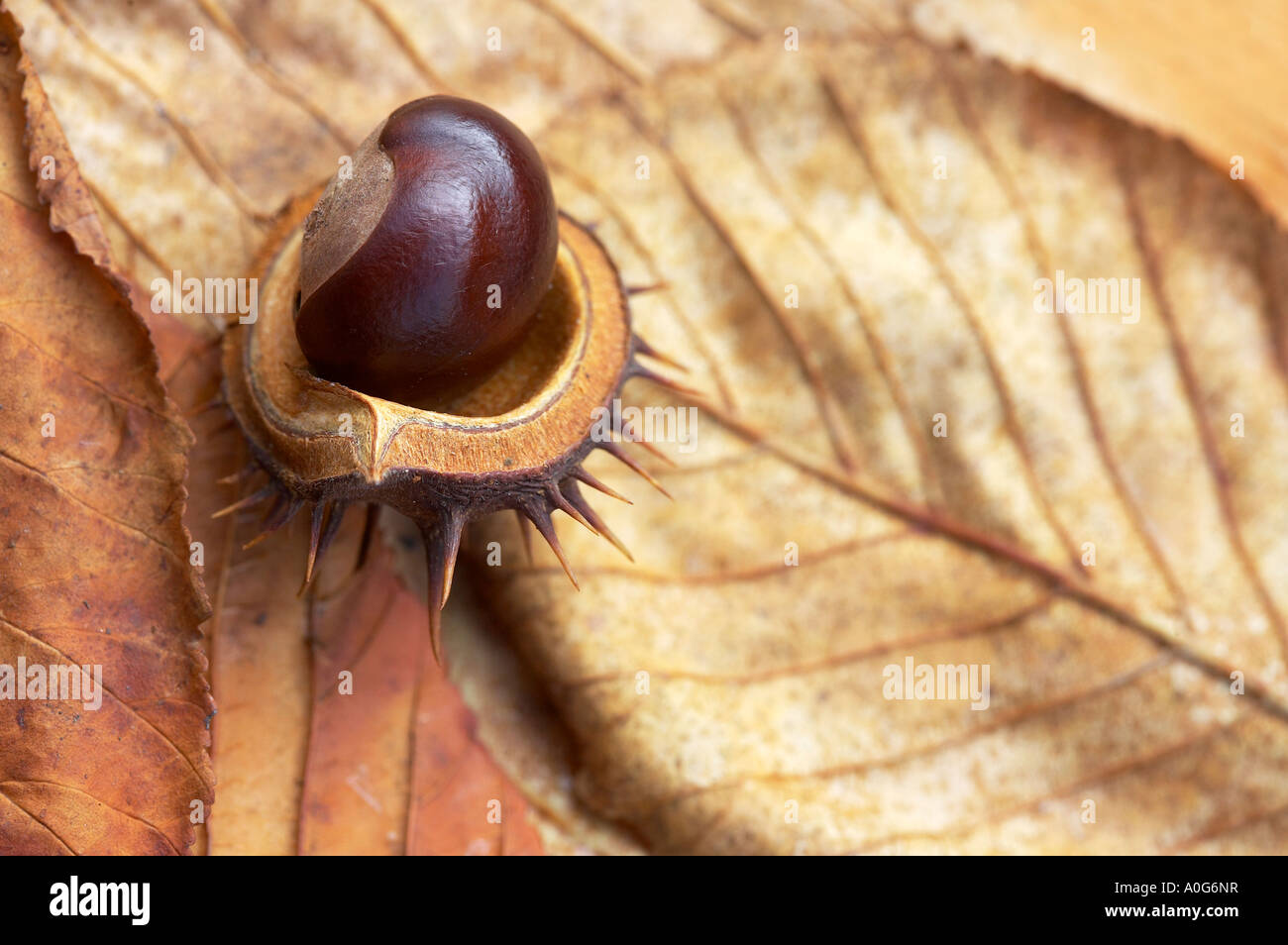 Aesculus hippocastanum Horse chestnut conkers Stock Photo - Alamy