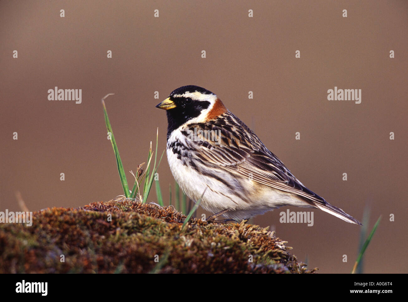 Longspurs hi-res stock photography and images - Alamy