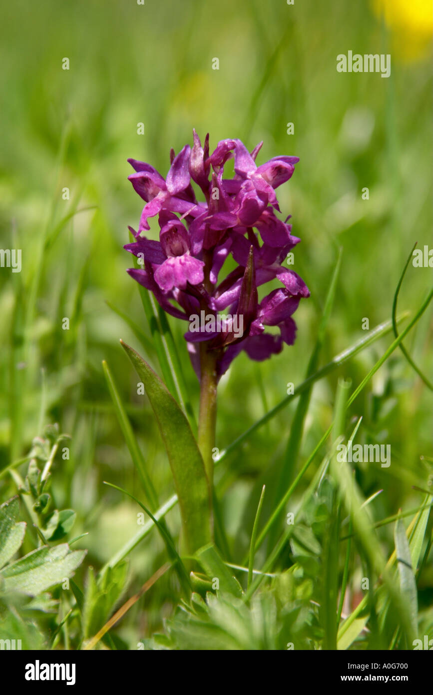 Alpine orchid flower in switzerland hi-res stock photography and images ...