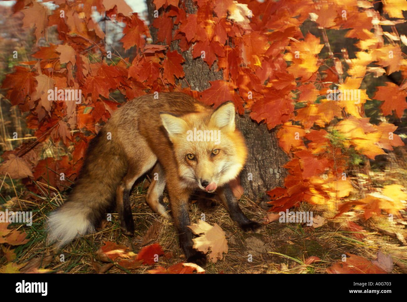 Red foxes in autumn leaves hi-res stock photography and images - Alamy