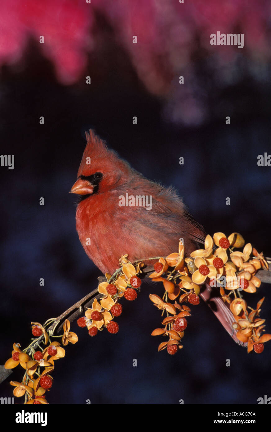 Male Cardinal on American Bittersweet branch in winter as sunset colors ...