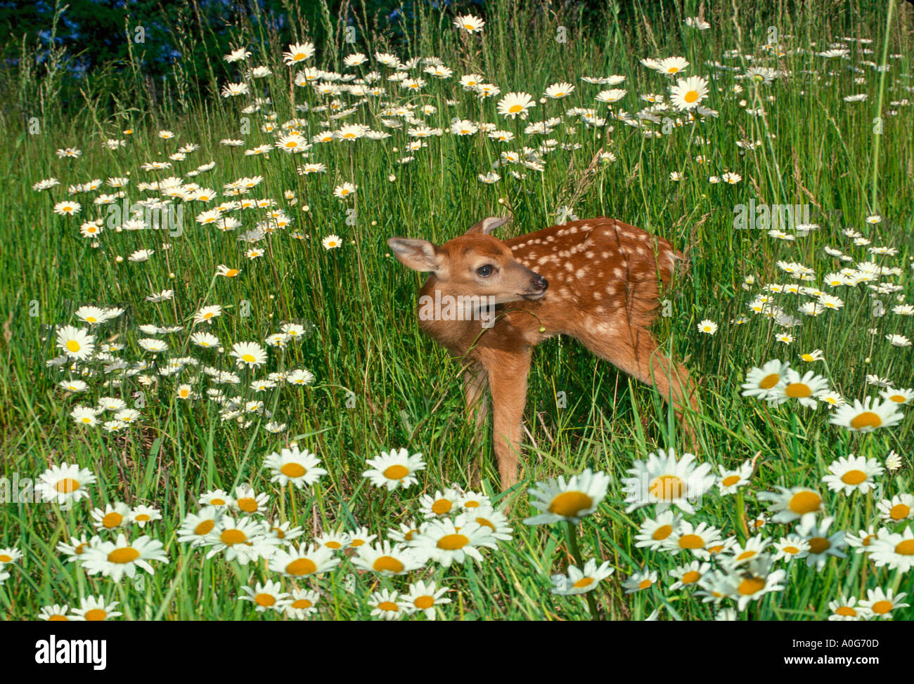 Fawn colour hi-res stock photography and images - Alamy