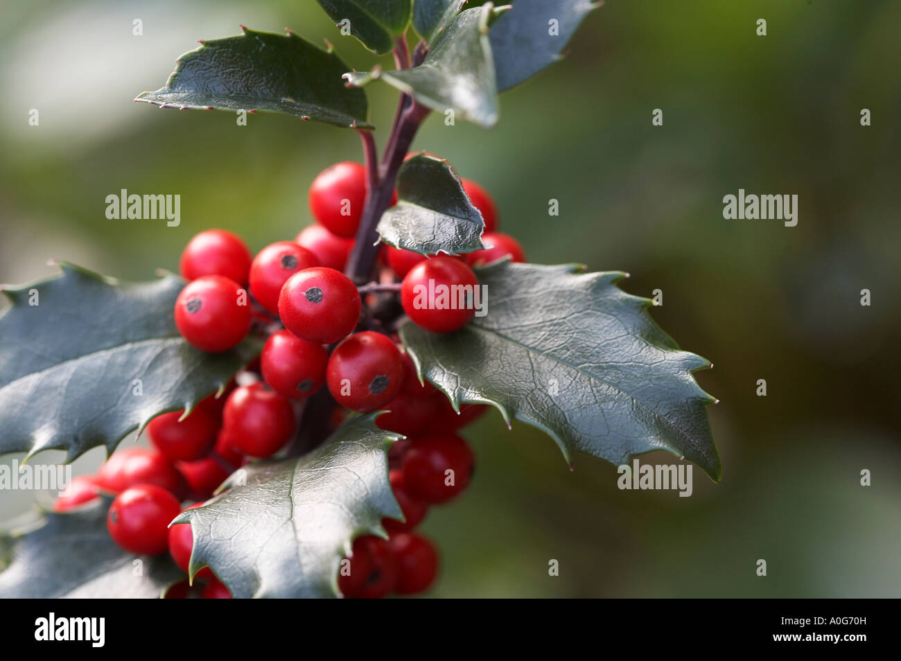 Spikey ilex hi-res stock photography and images - Alamy