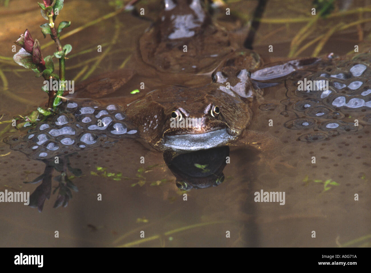 Common frogs Rana temporaria spawning in pond Stock Photo - Alamy