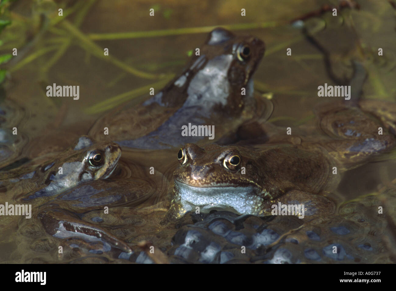 Common frogs Rana temporaria spawning in pond Stock Photo - Alamy