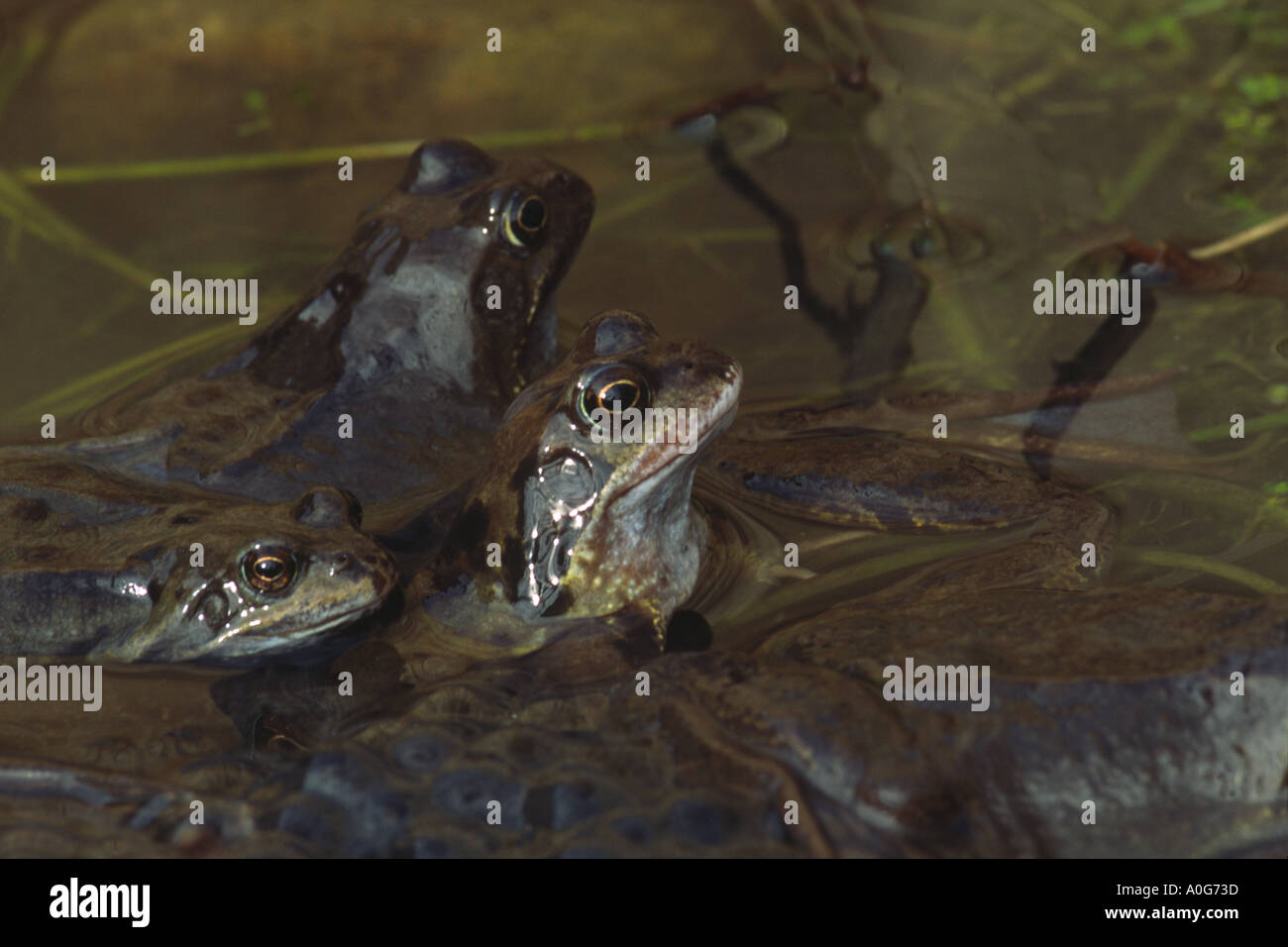 Common frogs Rana temporaria spawning in pond Stock Photo - Alamy