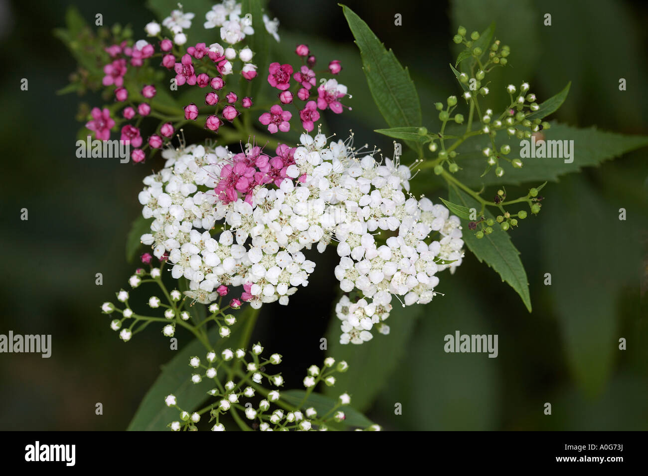 Spiraea japonica Shirobana Stock Photo - Alamy