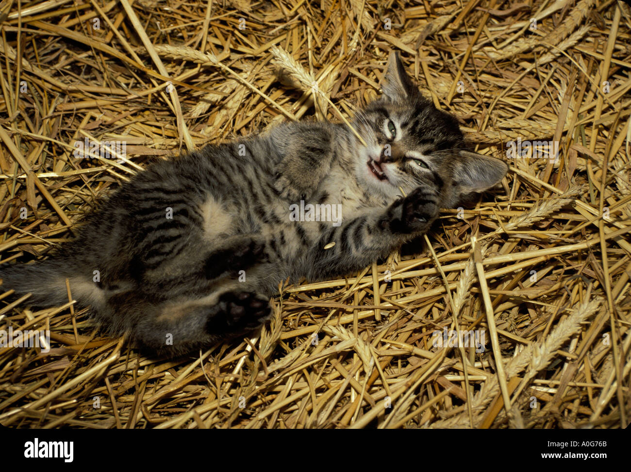 Tabby hay hi-res stock photography and images - Alamy