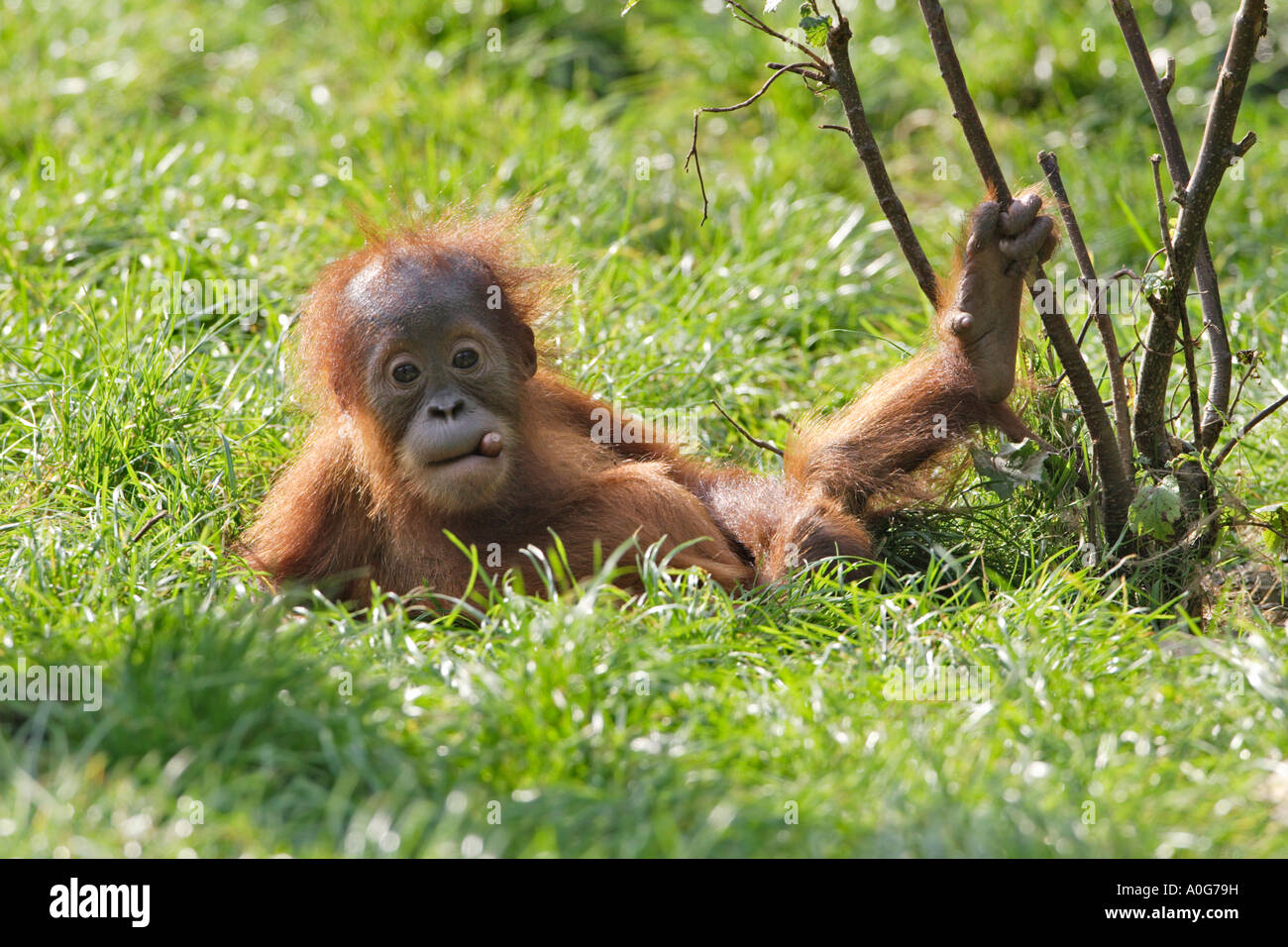 Orang utan Pongo pygmaeus, baby playing with bush Stock Photo - Alamy