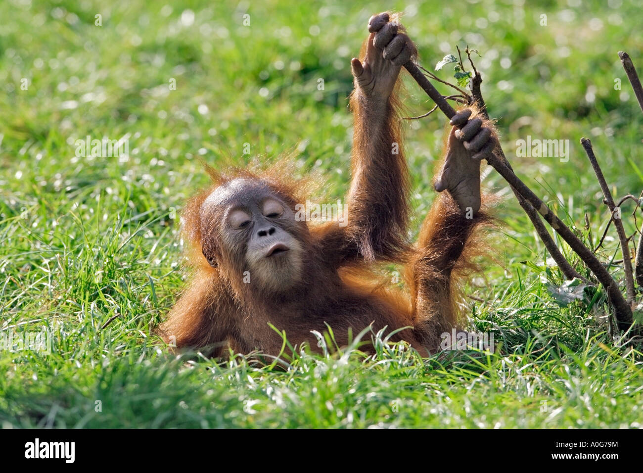 Orang utan Pongo pygmaeus, baby playing with bush Stock Photo - Alamy