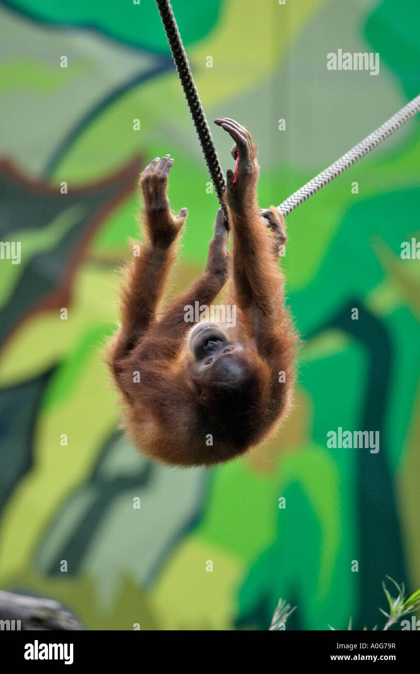 Orang utan Pongo pygmaeus, animal swinging on rope Stock Photo - Alamy