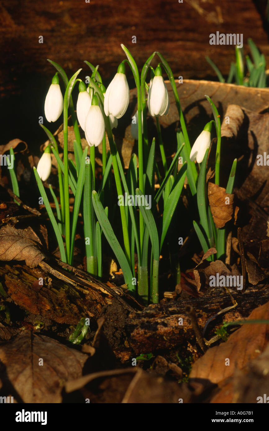 Snowdrops Galanthus nivalus bursting through woodland floor vegetation ...
