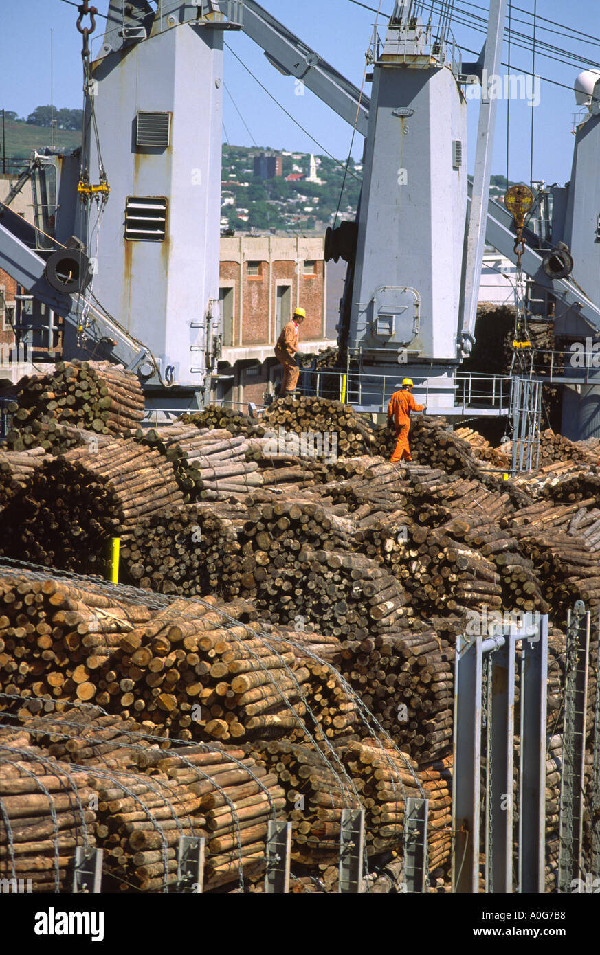 Preparing timber logs for export Stock Photo - Alamy