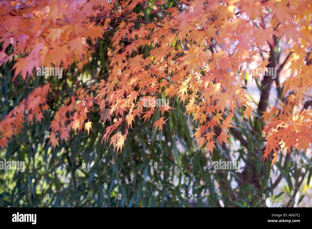 Yellow leaves on the green background in monastery Stock Photo - Alamy