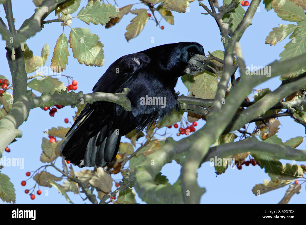 Rook Corvus frugilegus, calling from tree Stock Photo - Alamy