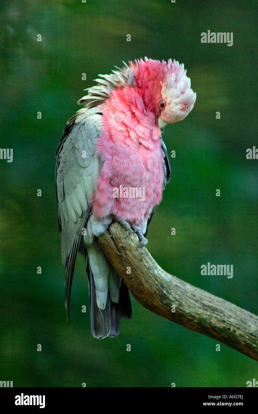 Rose breasted Cockatoo Galah preening itself Eolopus roseicapilla Stock ...