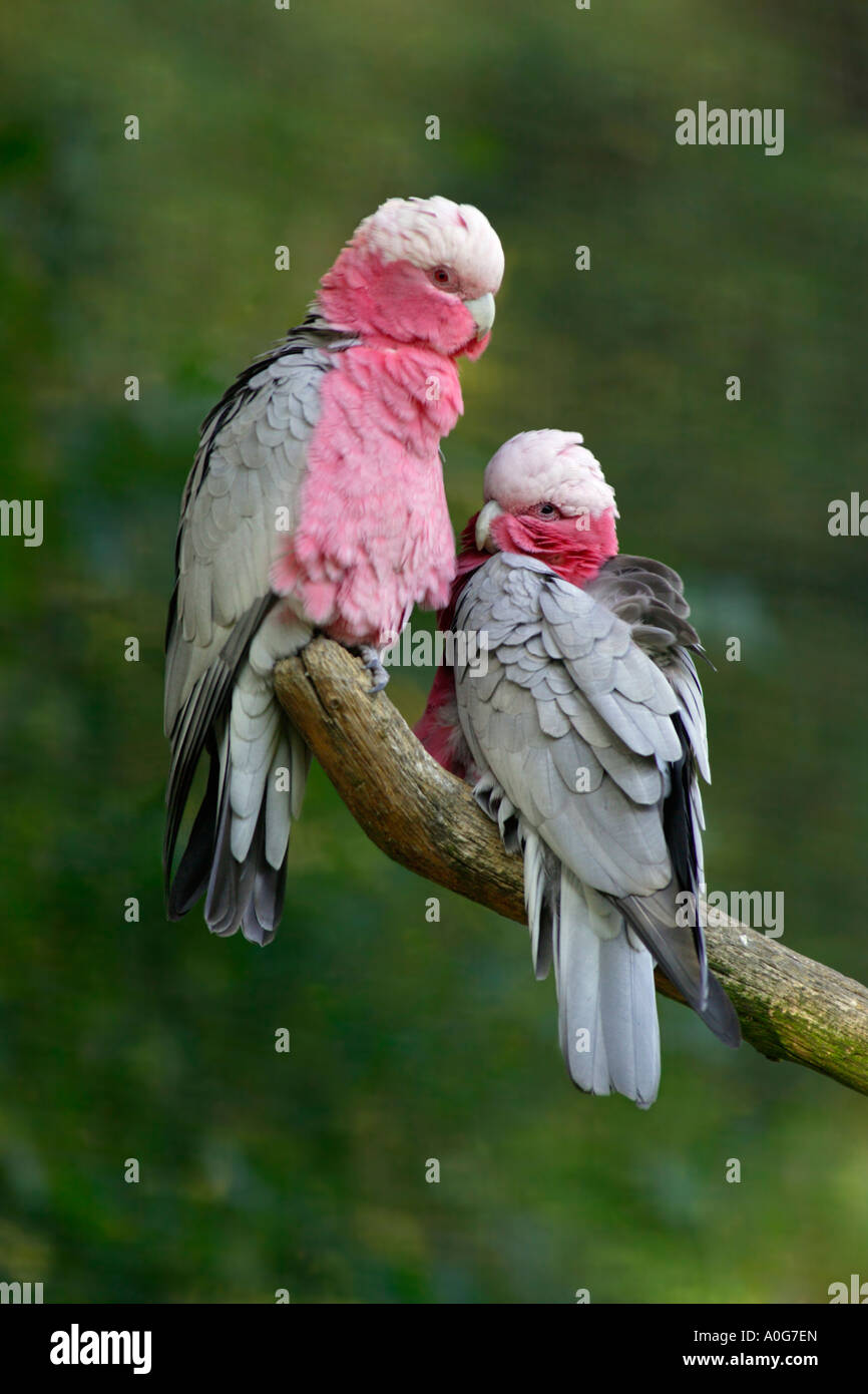 Rose breasted Cockatoo Galah Eolopus roseicapilla Stock Photo - Alamy