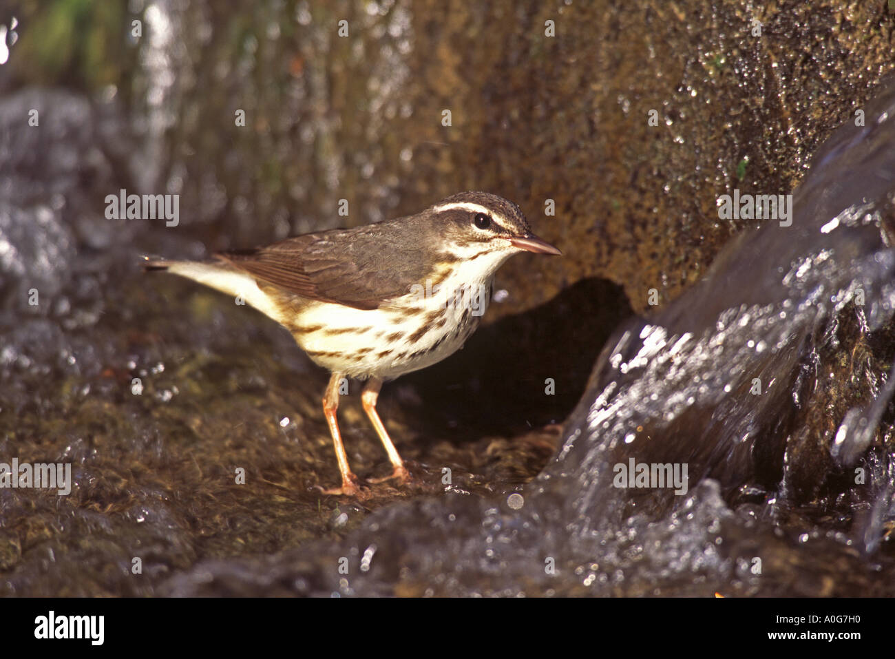 Louisiana waterthrushes hi-res stock photography and images - Alamy