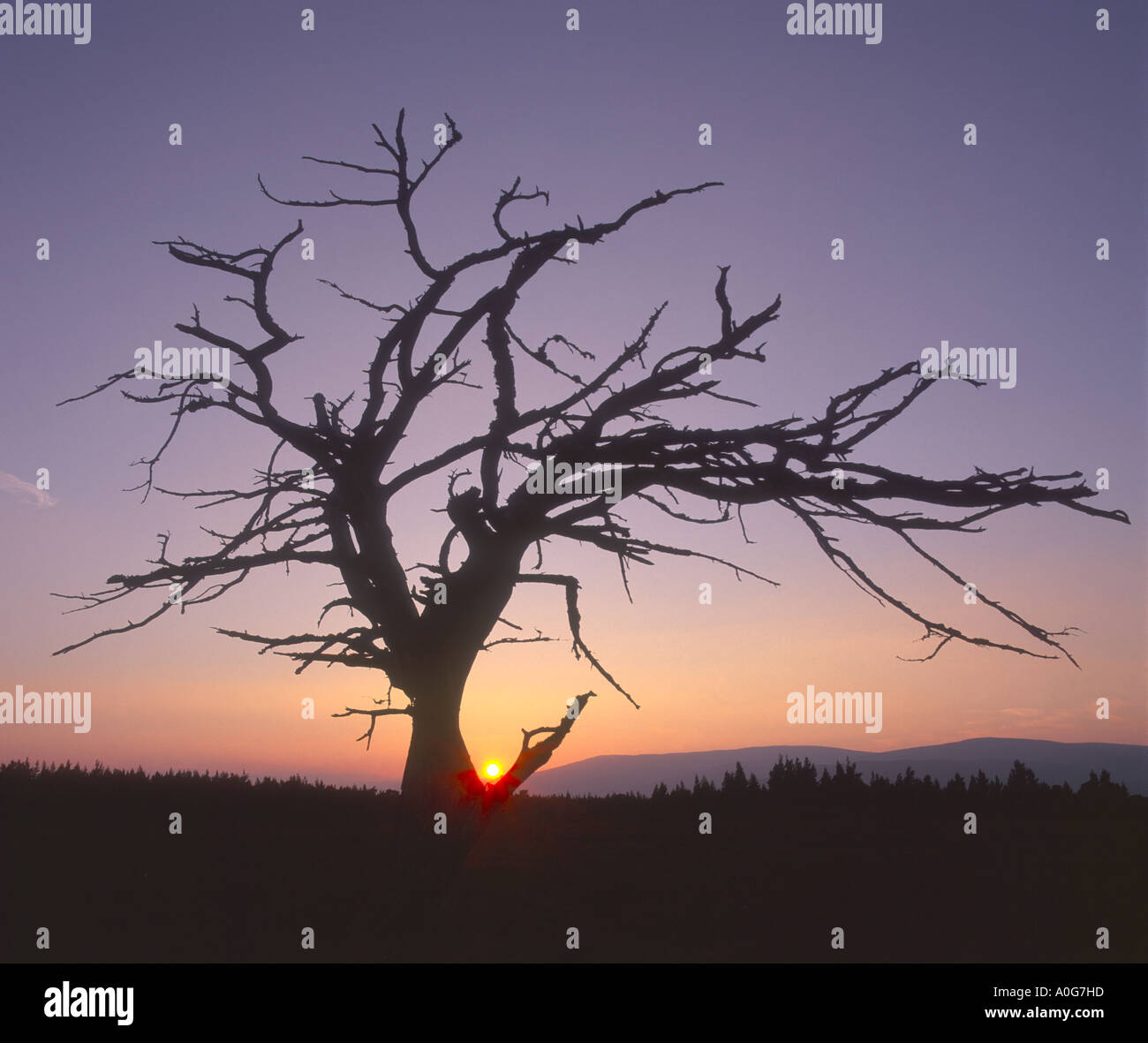 Old Pine Tree Stock Photo - Alamy