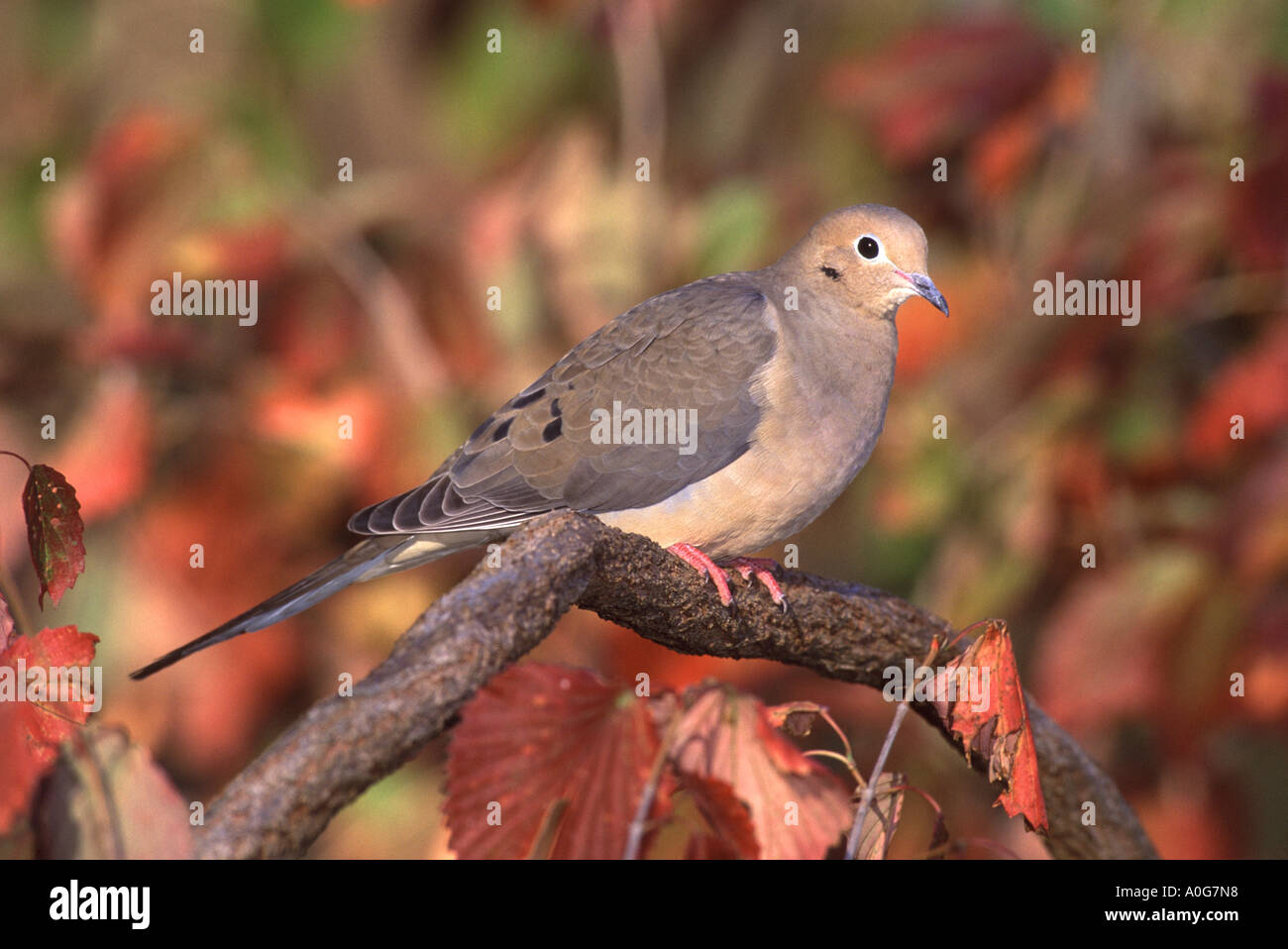 Fall mourning hi-res stock photography and images - Alamy