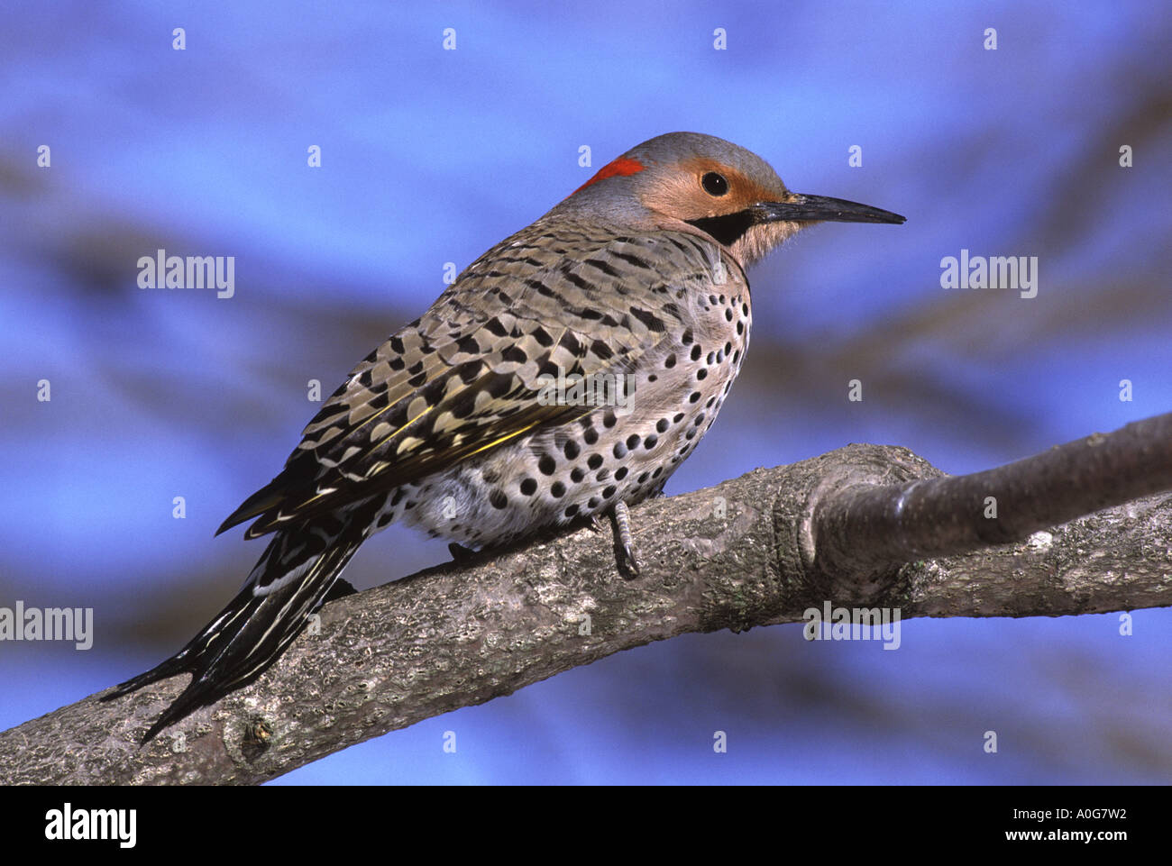 Yellow shafted flickers hi-res stock photography and images - Alamy