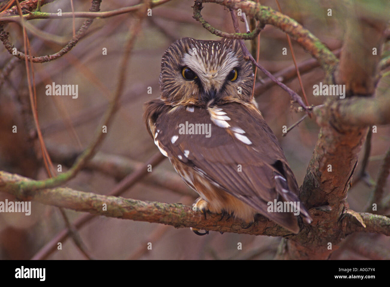 Saw whet hi-res stock photography and images - Alamy