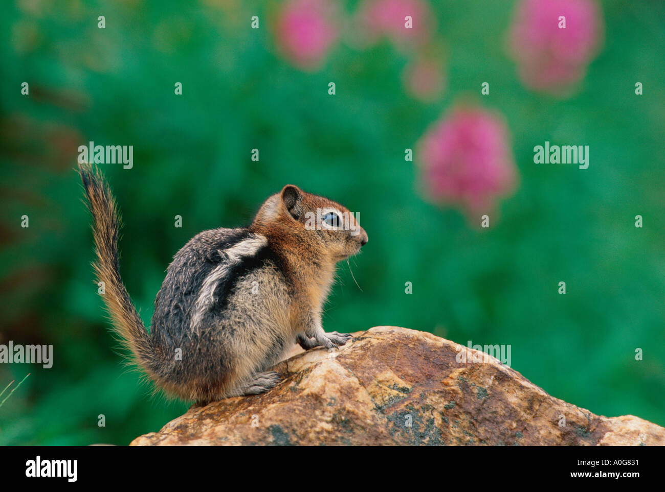 Golden mantle ground squirrel hi-res stock photography and images - Alamy