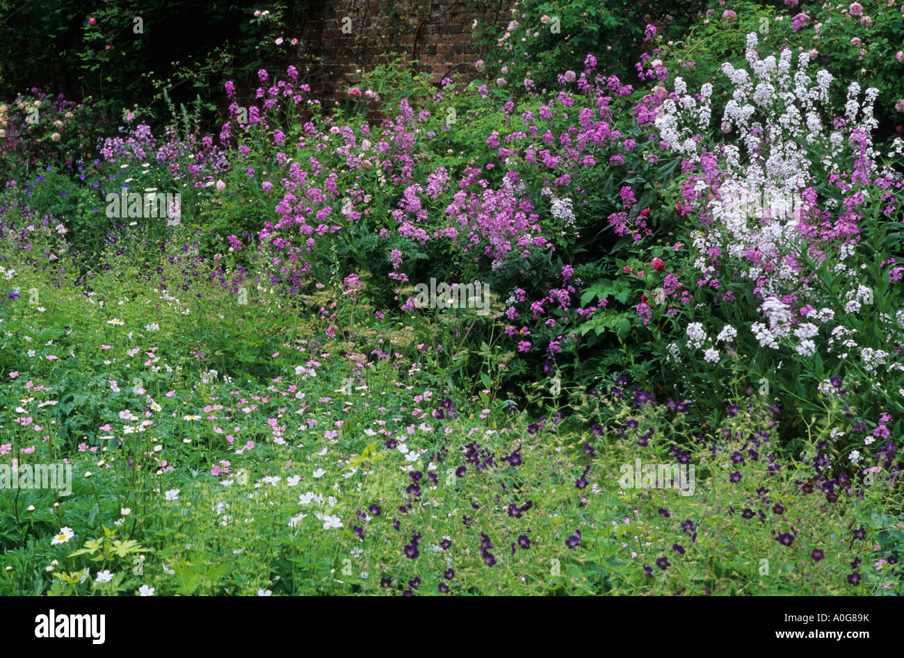 Border Geranium Hesperis matronalis purple and white colour combination ...