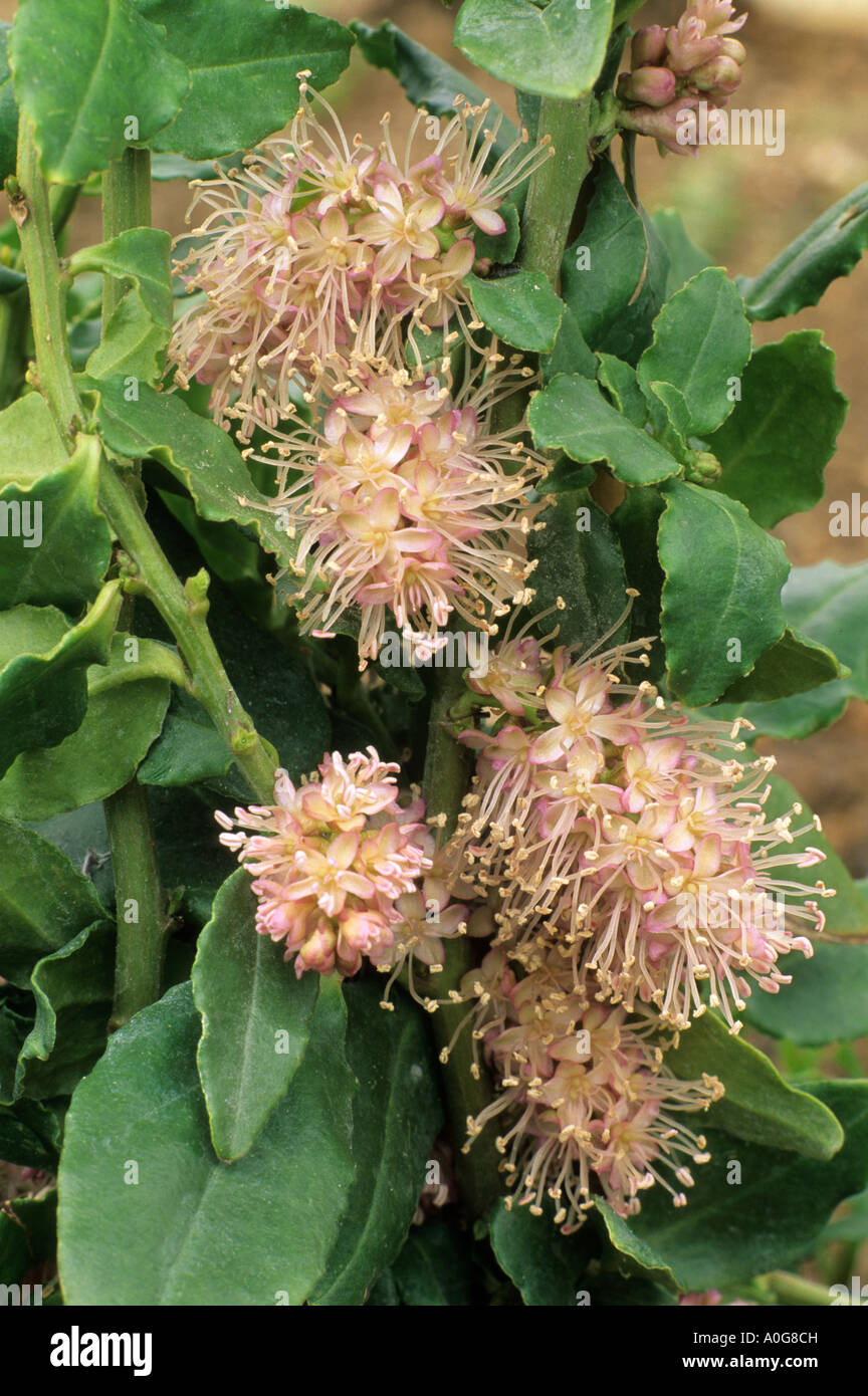 Ercilla spicata in flower hi-res stock photography and images - Alamy