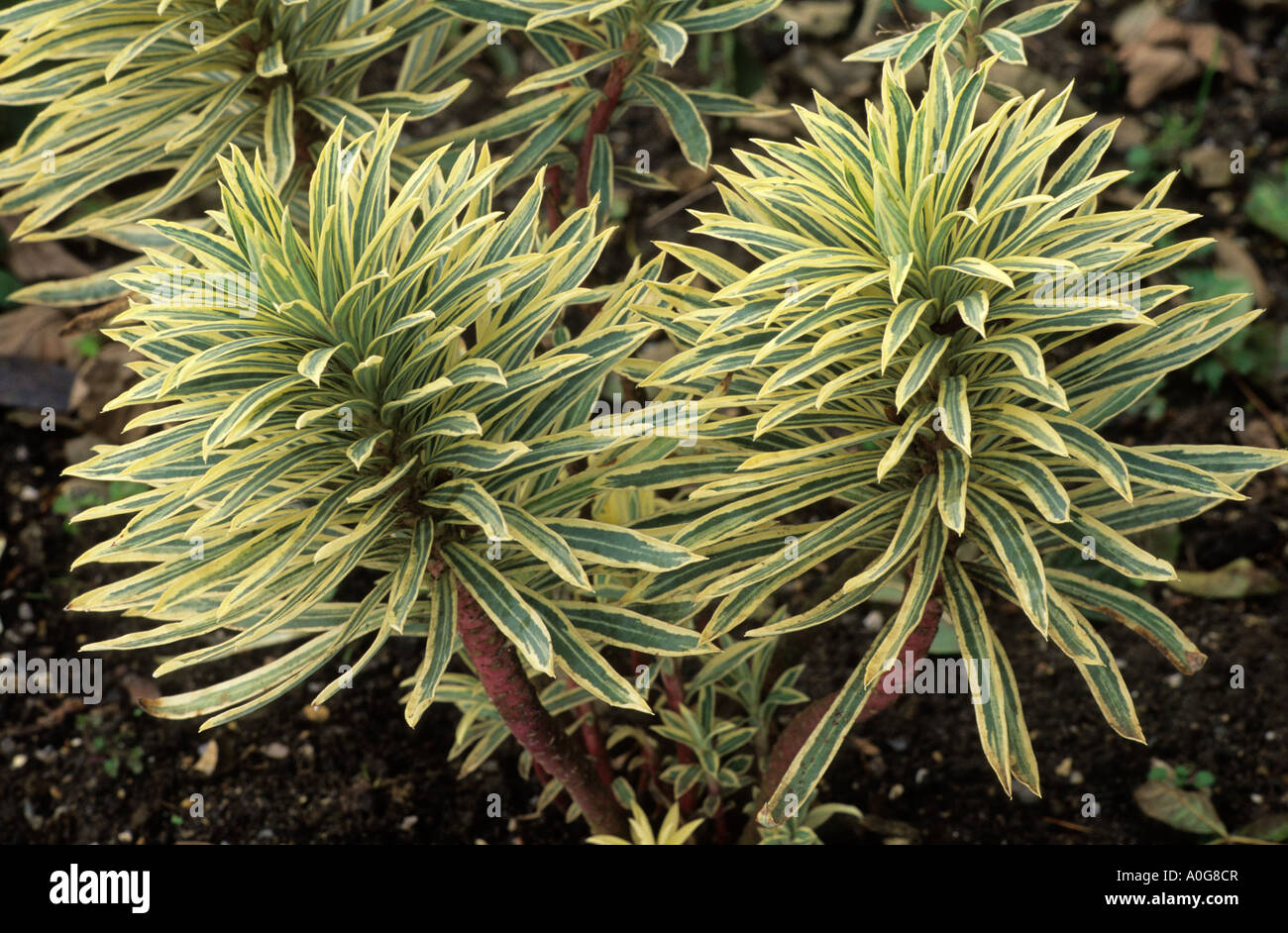 Euphorbia characias subsp wulfenii Emmer Green variegated foliage Stock ...