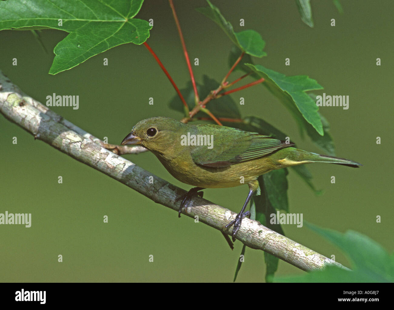 Female Painted Bunting Stock Photo - Alamy