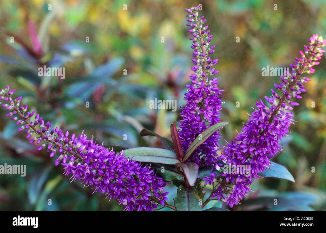 Hebe 'Neil's Choice', purple flowers, garden plant, Hebes Stock Photo ...