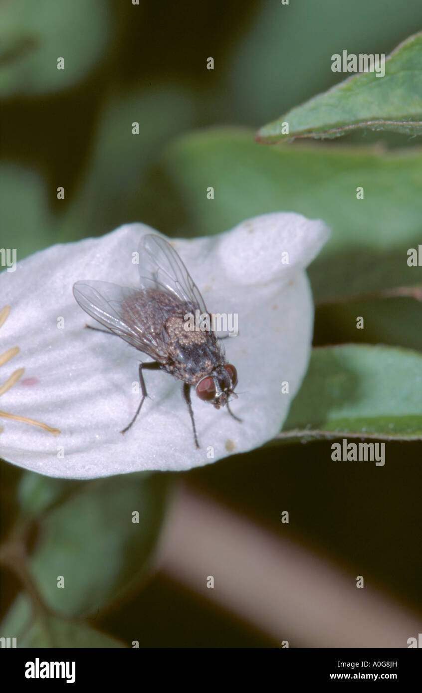 Parasitic mites on a fly Stock Photo - Alamy