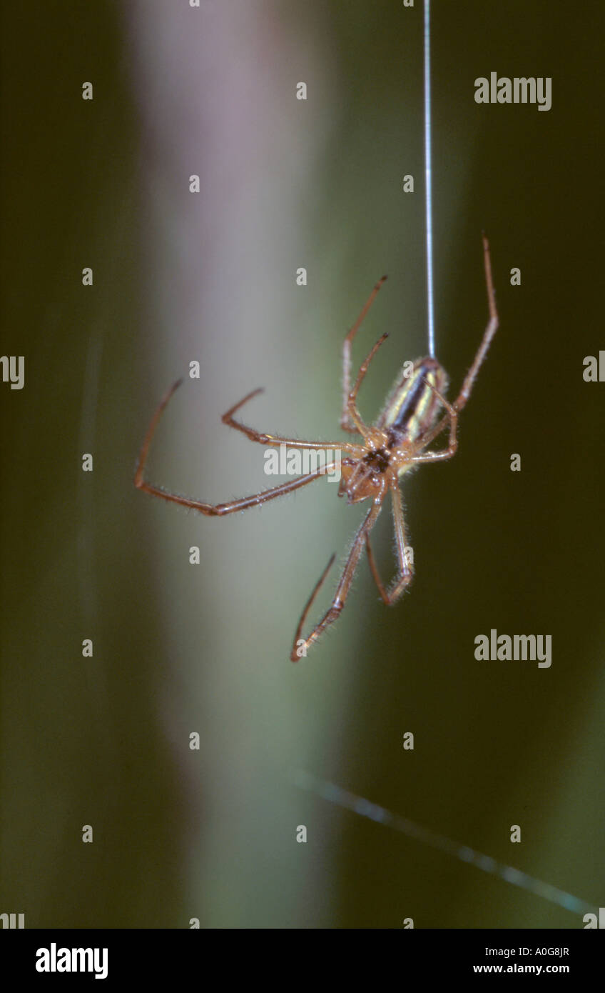 Long-Jawed Orb Weaver spider (Tetragnatha extensa Stock Photo - Alamy
