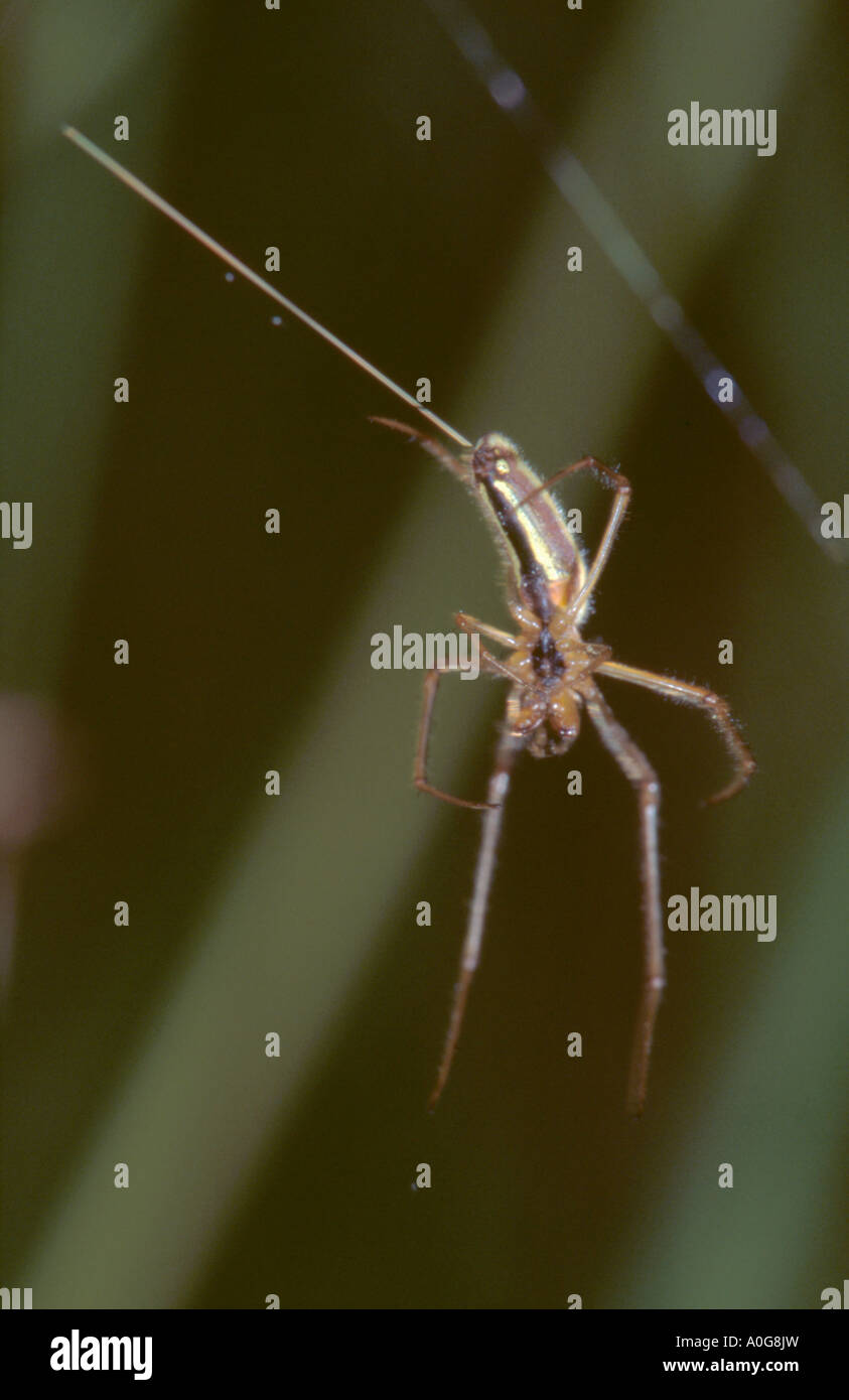 Long-Jawed Orb Weaver spider (Tetragnatha extensa Stock Photo - Alamy
