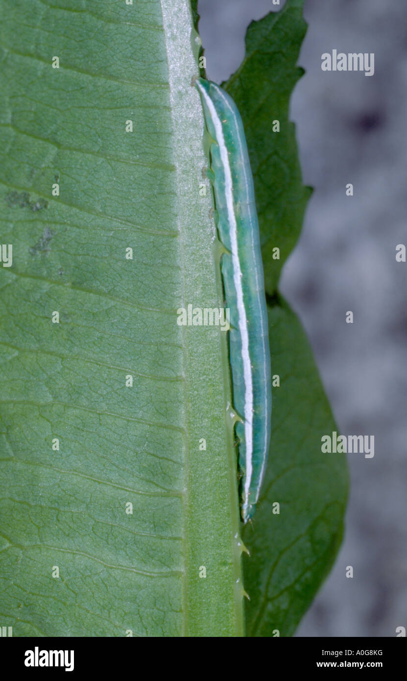 Hebrew Character moth (Orthosia gothica) caterpillar Stock Photo - Alamy