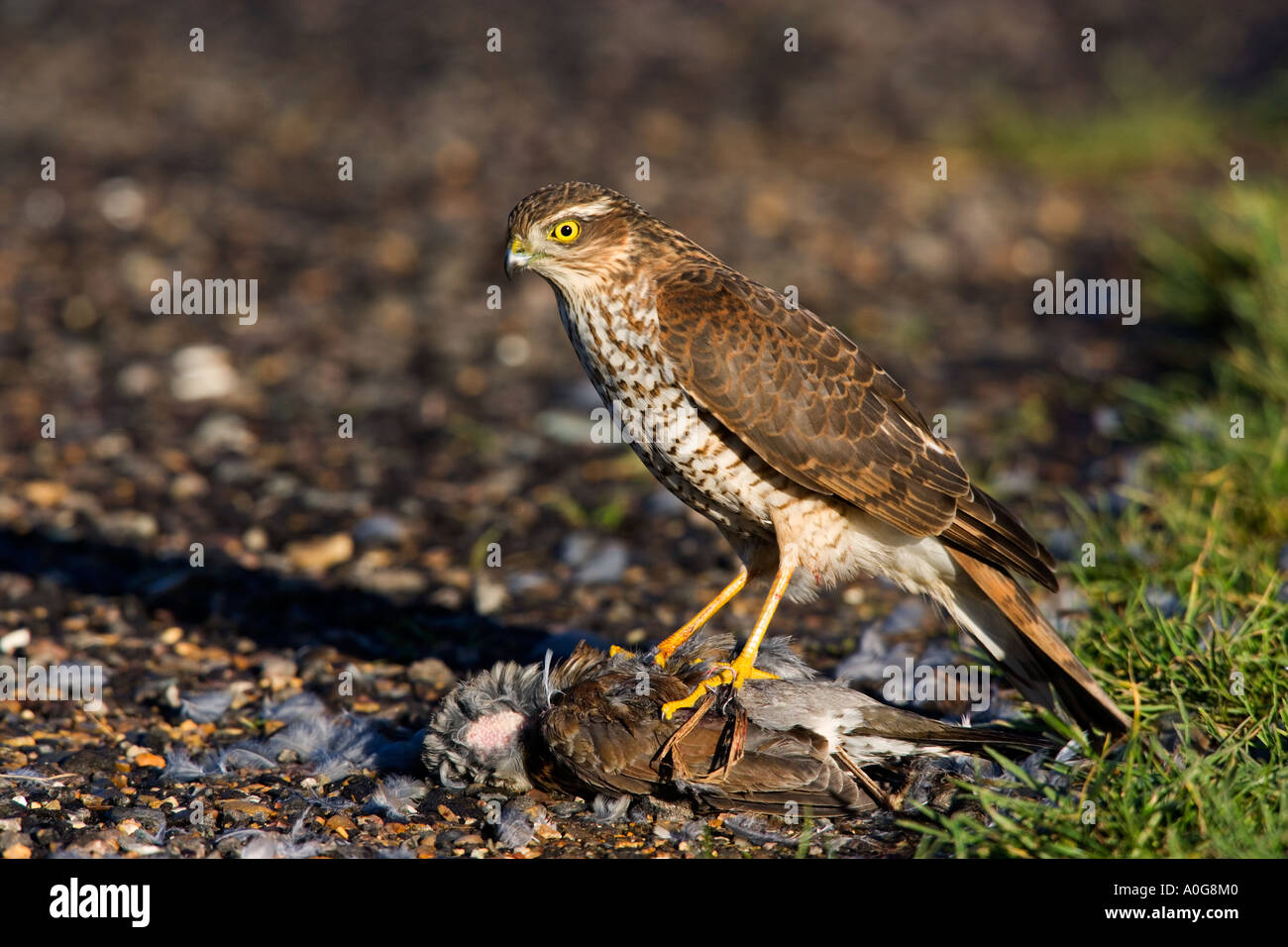 British sparrowhawk hi-res stock photography and images - Alamy