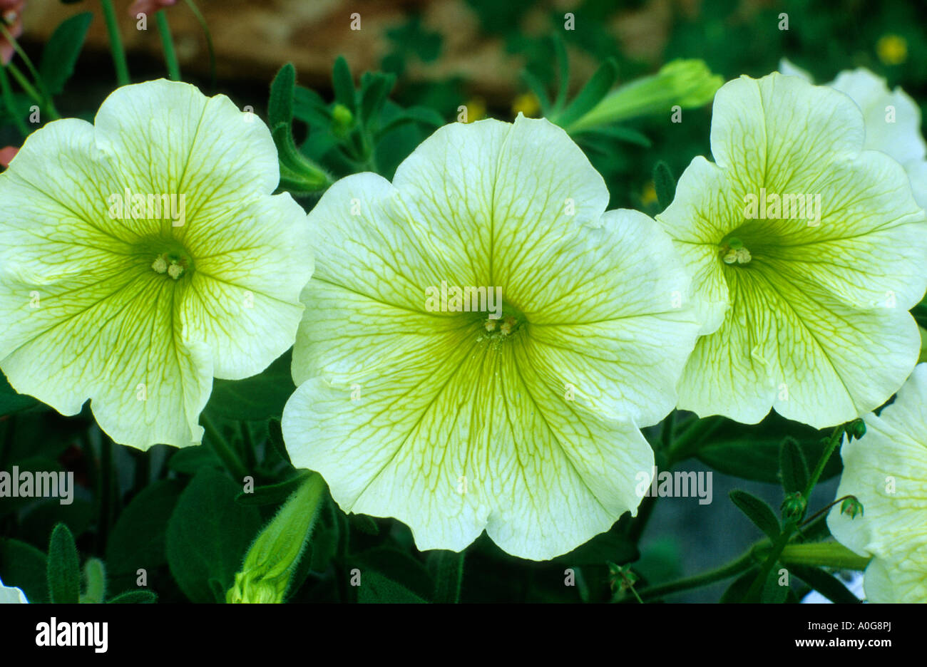 Petunia lemon plume hi-res stock photography and images - Alamy